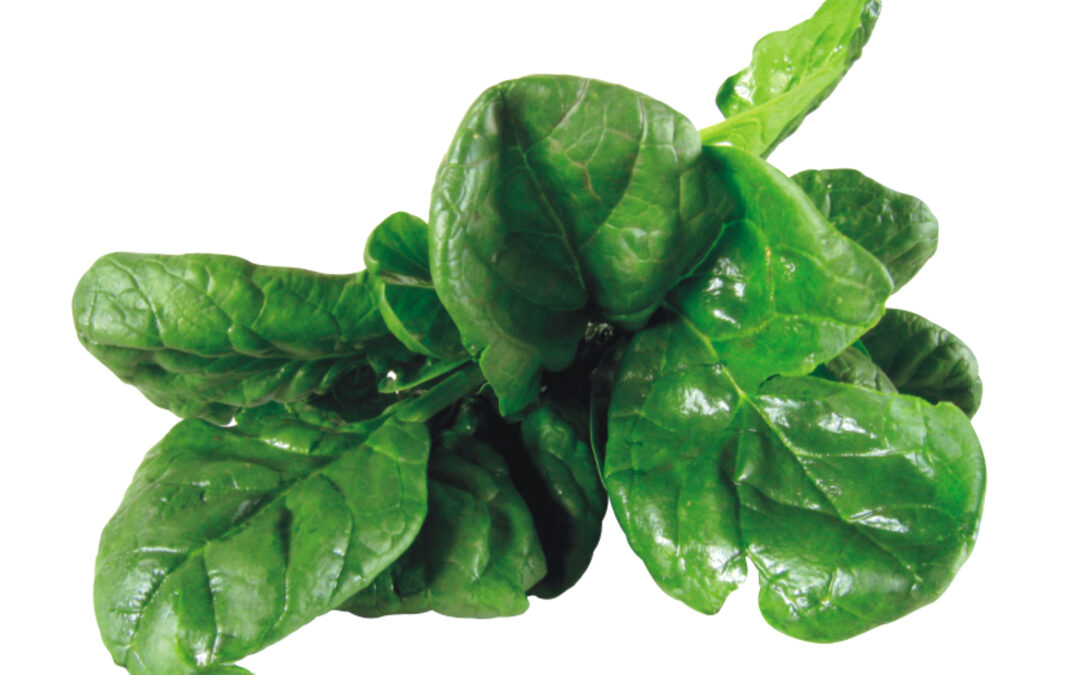 spinach – Dr. Ritamarie Loscalzo, Institute of Nutritional Endocrinology