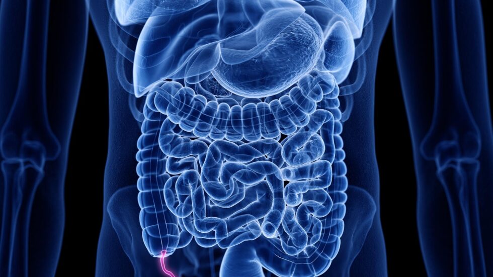 Appendix and The Immune System: Its Functions & Relation
