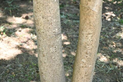 Comprehensive Benefits and Uses of Magnolia Bark