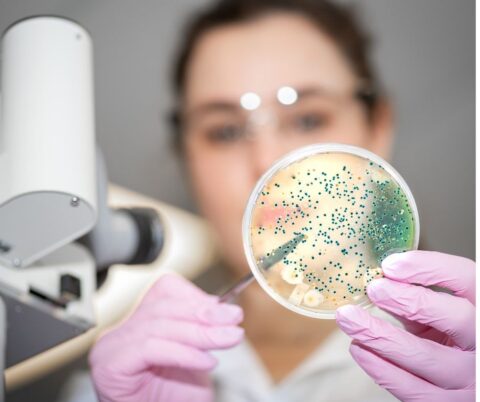 The Role of the Microbiome in Immune System Regulation
